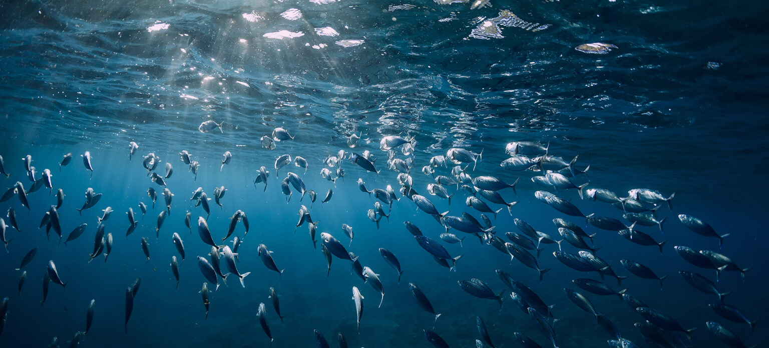 Sustainability | Ocean's https://oceans.ca/sustainability/