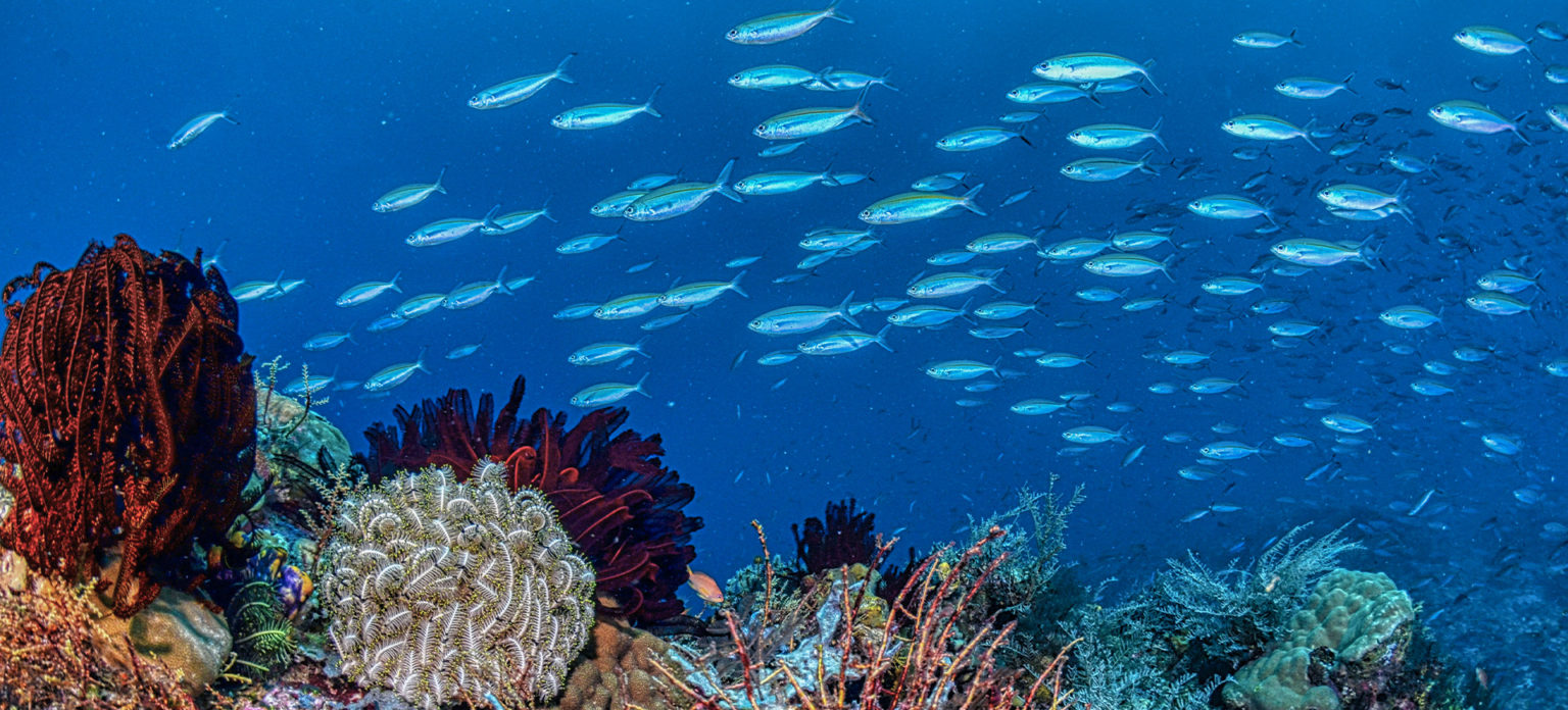 Sustainability | Ocean's https://oceans.ca/sustainability/