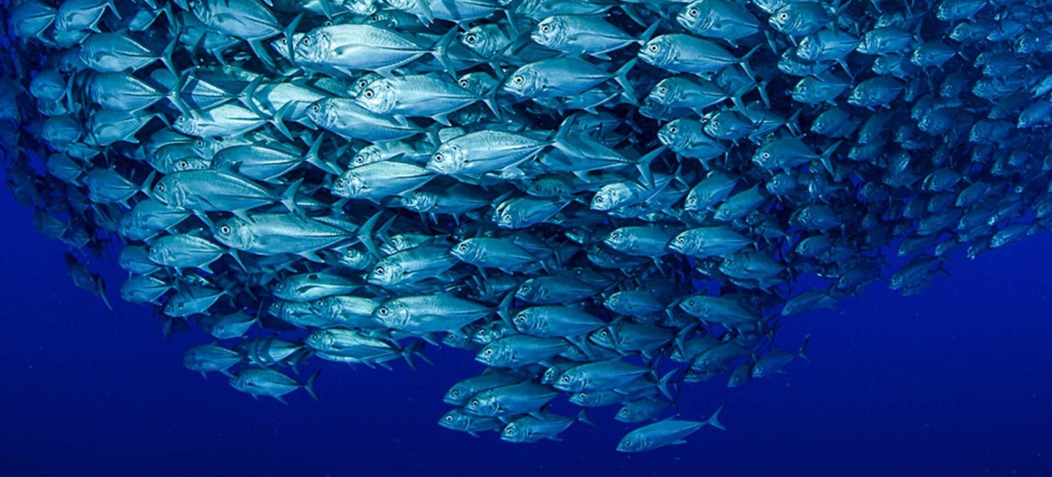 Sustainability | Ocean's https://oceans.ca/sustainability/